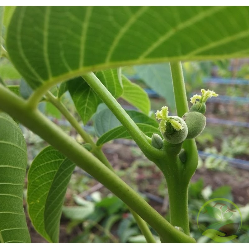 Καρυδιά Fernor ( Φέρνορ) | Φυτώριο Όλυμπος - Φυτώριο Όλυμπος